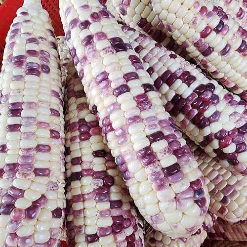 Waxy Corn ( per pc.) - 1004Gourmet.com